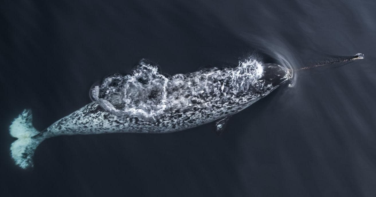 The Best Animals That Start With N, Ranked By Votes