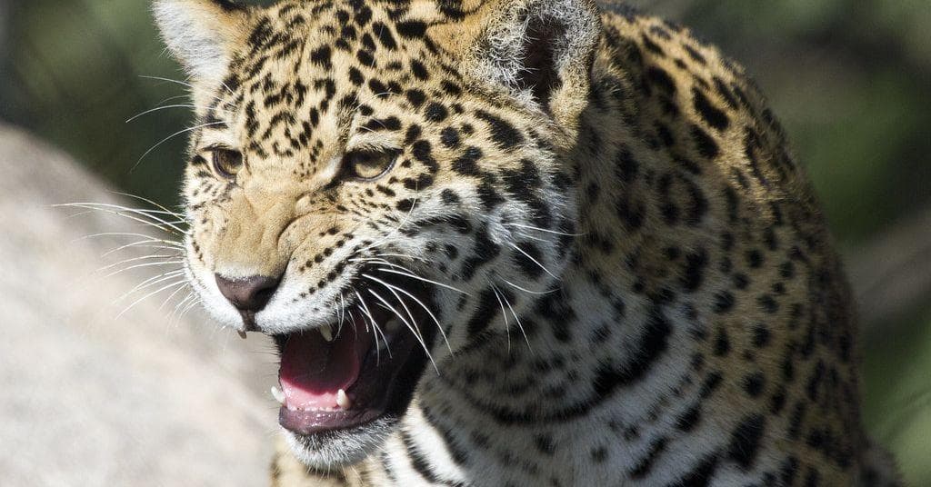 The Best Animals That Start With J, Ranked By Votes