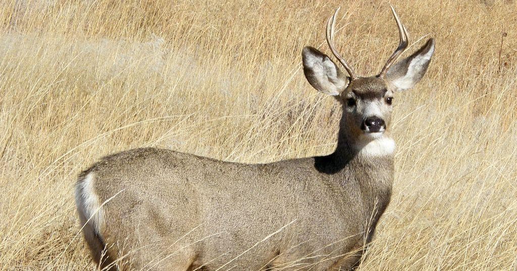 The Best Animals That Start With D, Ranked By Votes