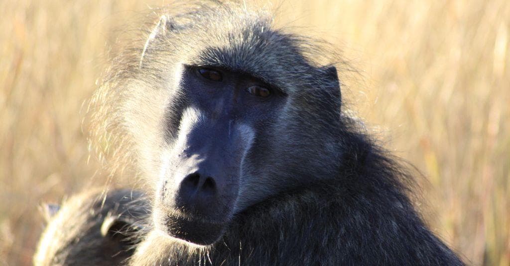 The Best Animals That Start With B, Ranked By Votes