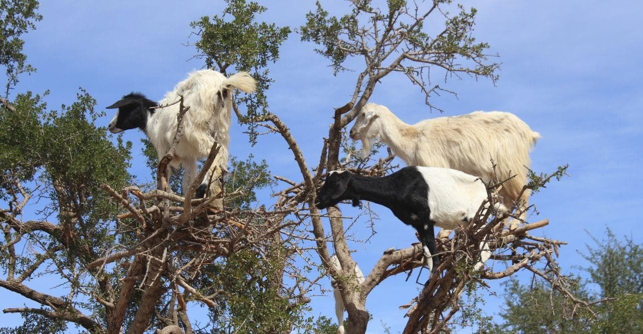 14 Epic Pictures Of Goats In Trees
