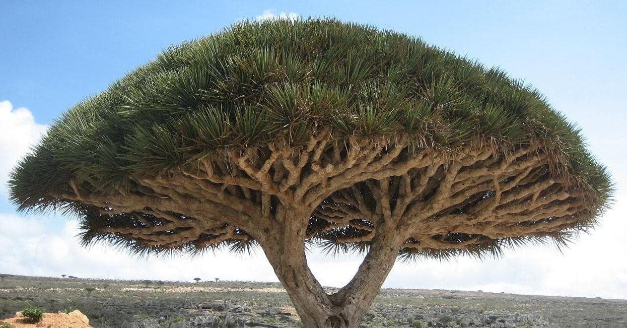 15 Unique And Weird Trees