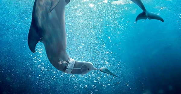 Dolphin Tale