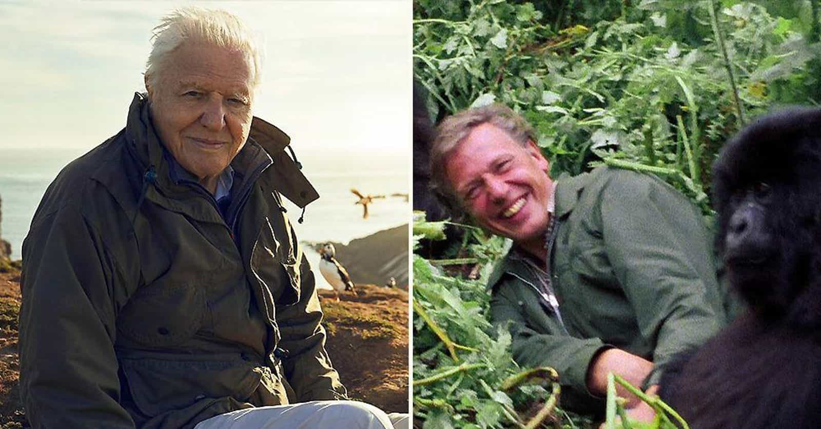 The 15 Best Documentaries With David Attenborough, Ranked The 15 Best Documentaries With David Attenborough, Ranked