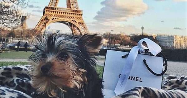 Rich Dogs of Instagram | Spoiled Dog Pictures