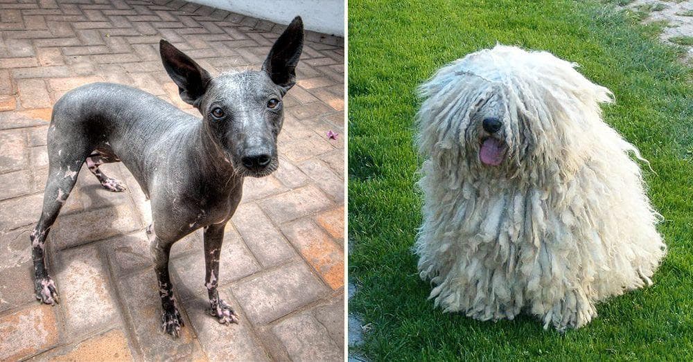 17 Weird Dog Breeds You Didn't Know Existed
