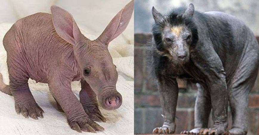 22 Disgusting Hairless Animal Photos You Can't Look Away From