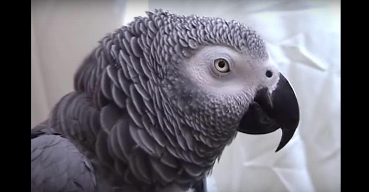 Meet Alex The Parrot, The Bird With A Vocabulary Bigger Than Yours