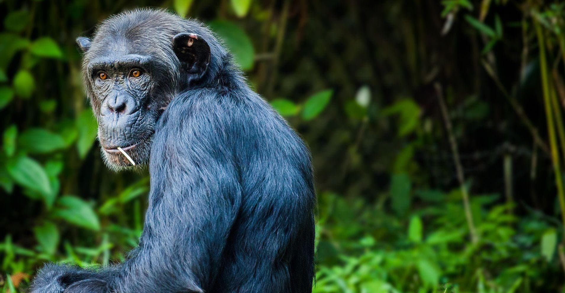 13 Animals You Didn't Know Were Cannibalistic