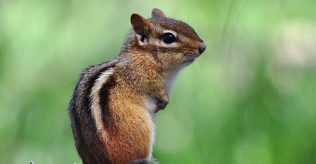 Funny Chipmunk Names | List of Cute Names for Pet Chipmunks