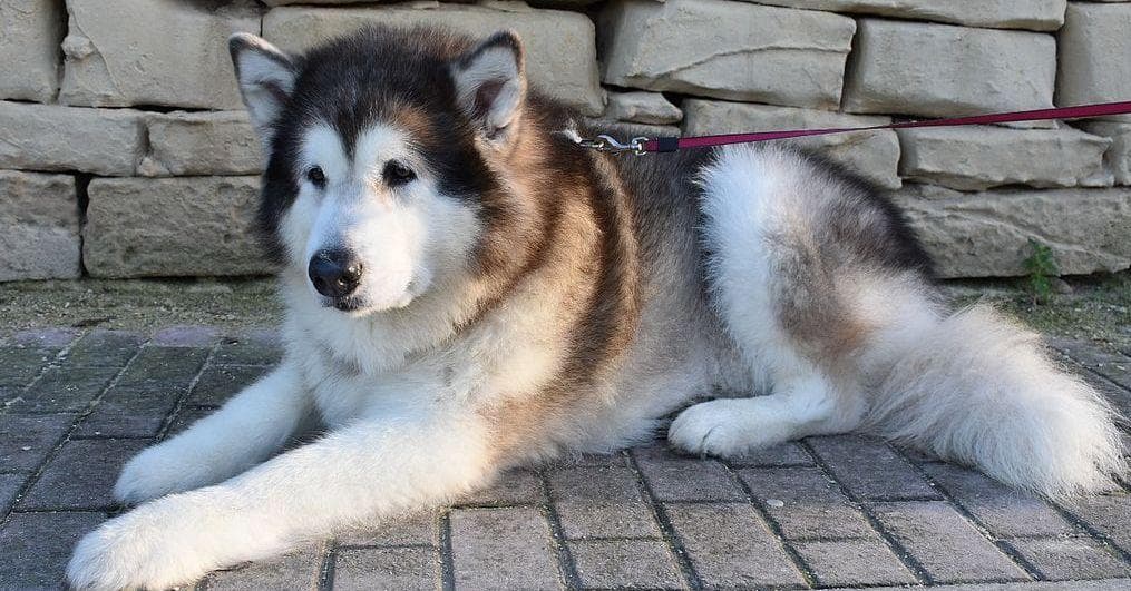 The Best Dogs That Start With A, Ranked By Dog Lovers