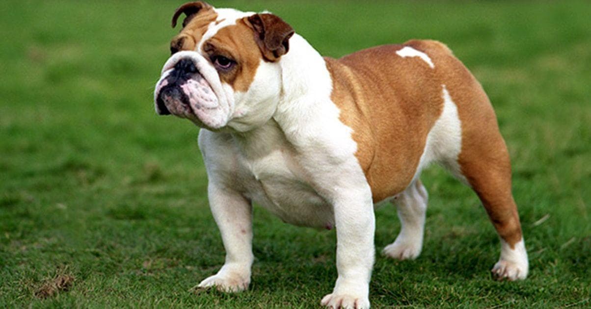 The Best Dogs That Start With B, Ranked By Dog Lovers