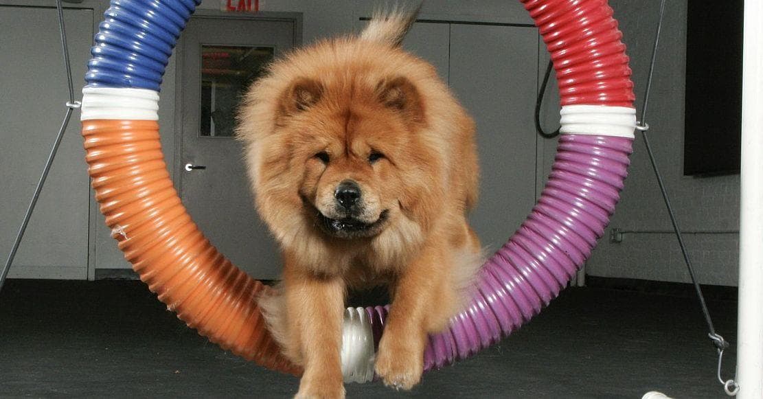 The Best Dogs That Start With C, Ranked By Dog Lovers