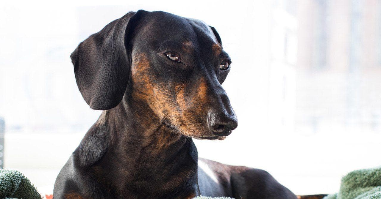 The Best Dogs That Start With D, Ranked By Dog Lovers