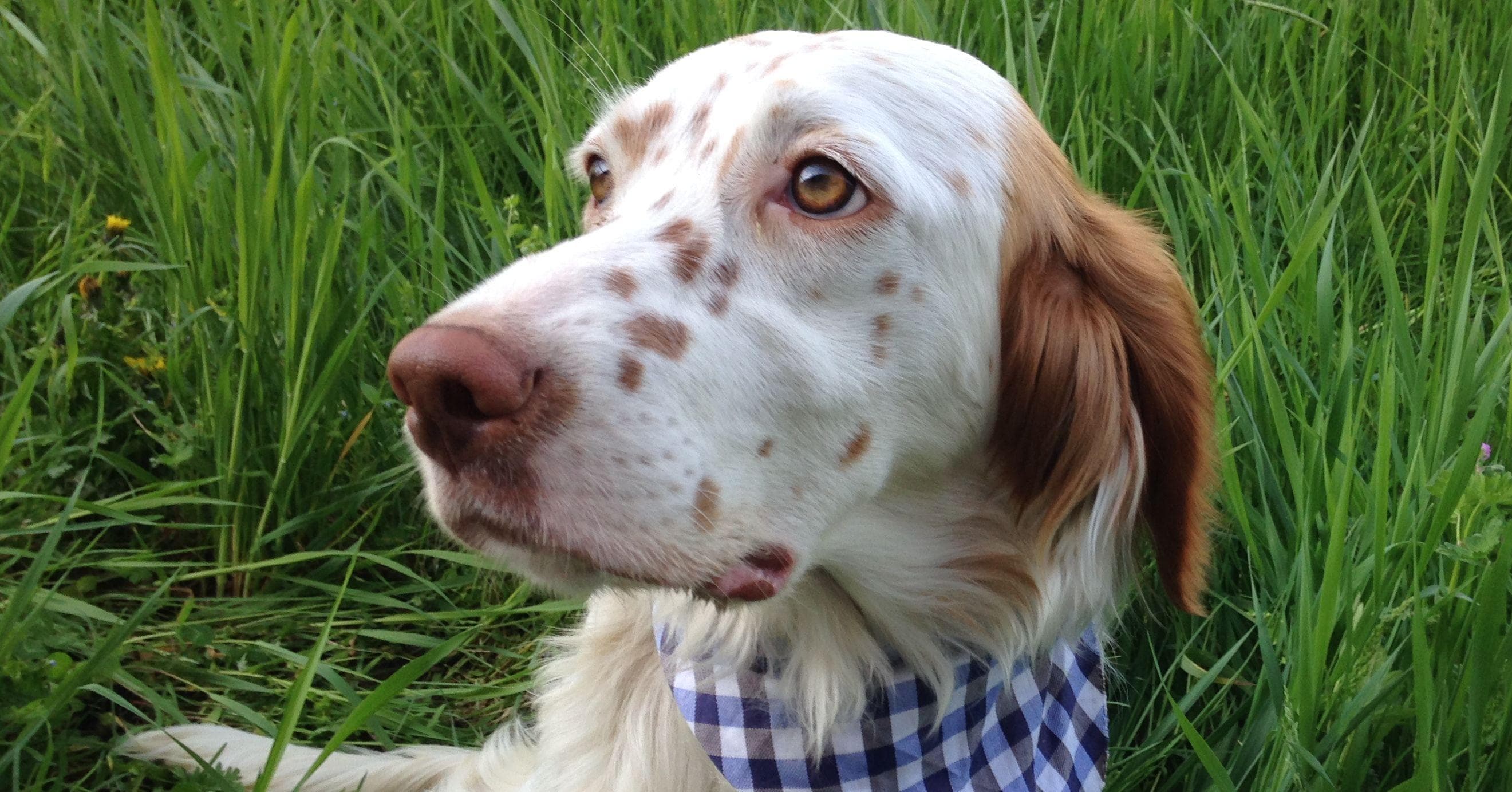 The Best Dogs That Start With E, Ranked By Dog Lovers