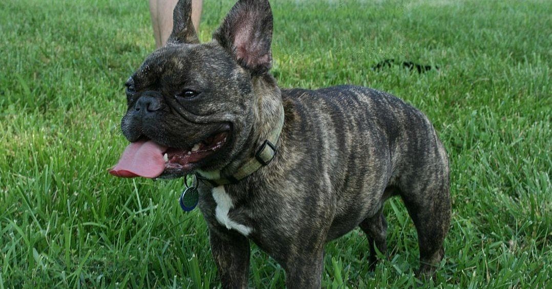 The Best Dogs That Start With F, Ranked By Dog Lovers