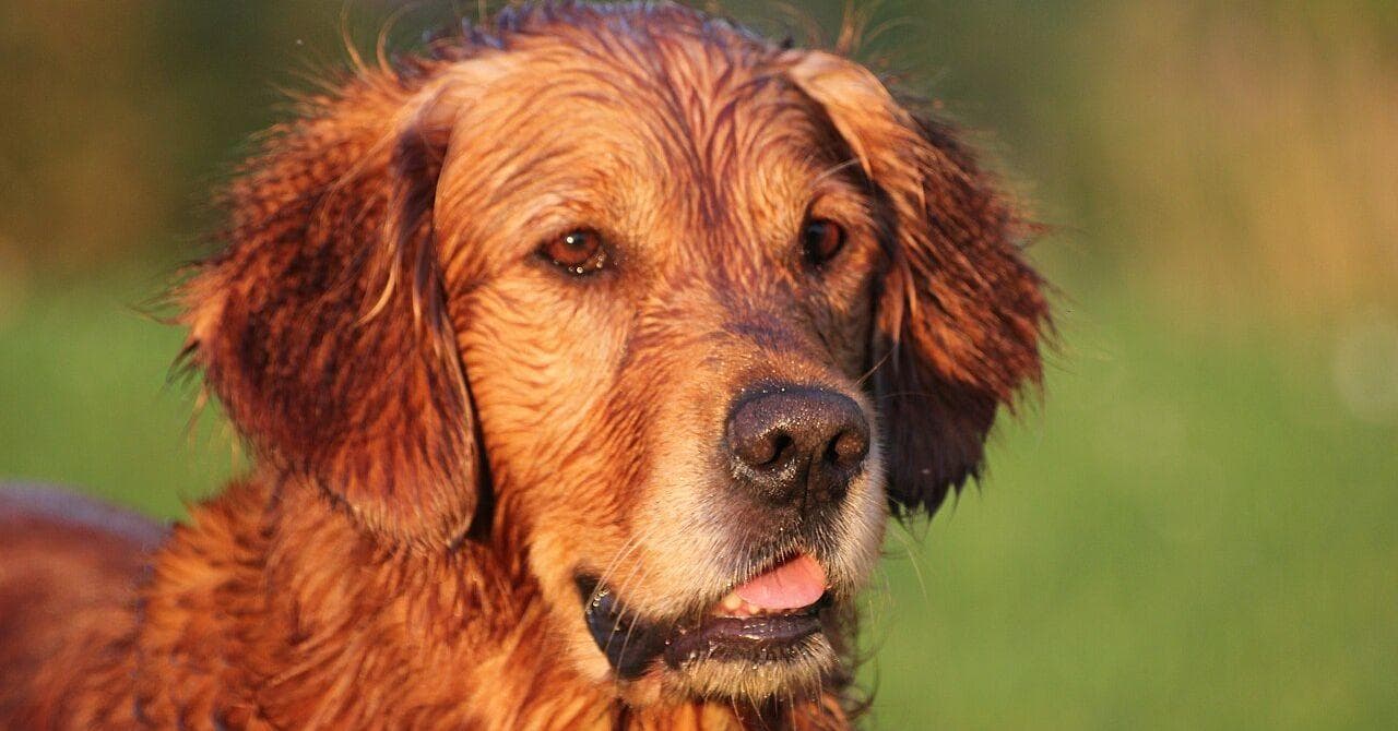 The Best Dogs That Start With G, Ranked By Dog Lovers