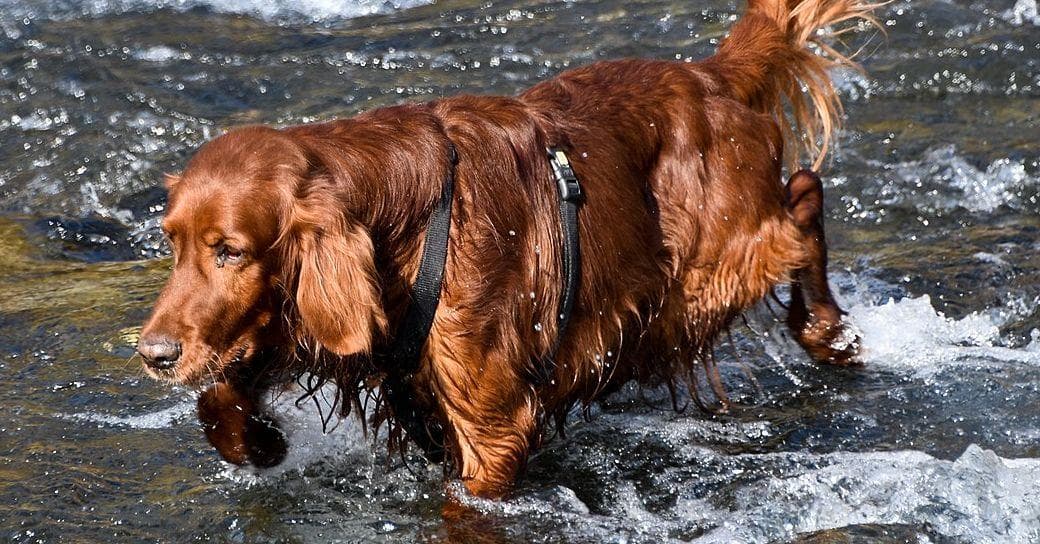 The Best Dogs That Start With I, Ranked By Dog Lovers