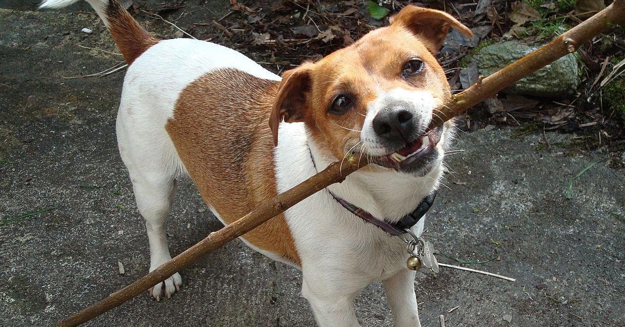 The Best Dogs That Start With J, Ranked By Dog Lovers