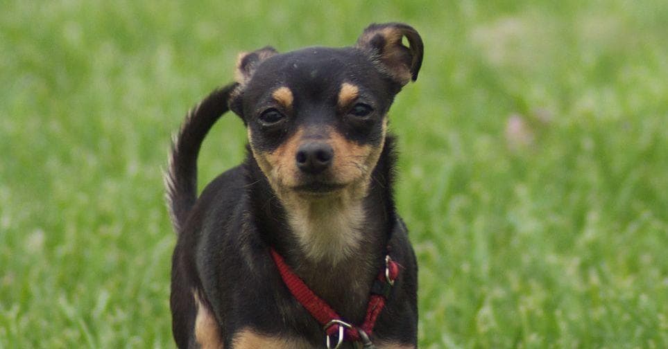 The Best Dogs That Start With M, Ranked By Dog Lovers