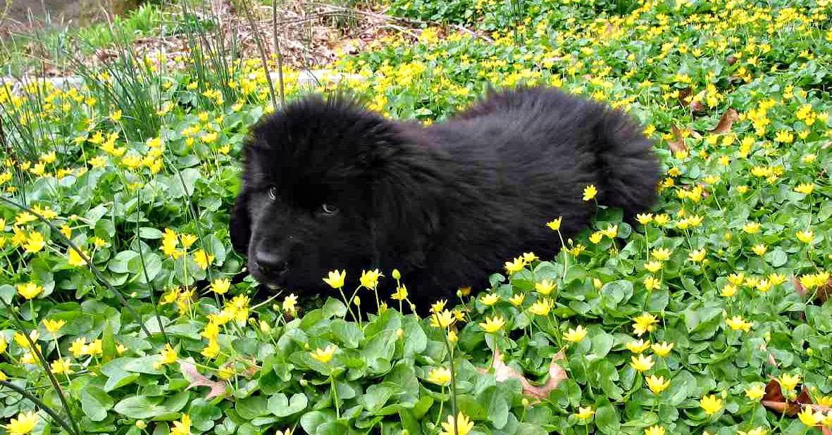 The Best Dogs That Start With N, Ranked By Dog Lovers