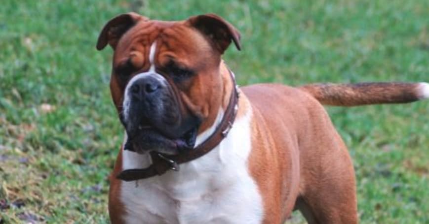 The Best Dogs That Start With O, Ranked By Dog Lovers