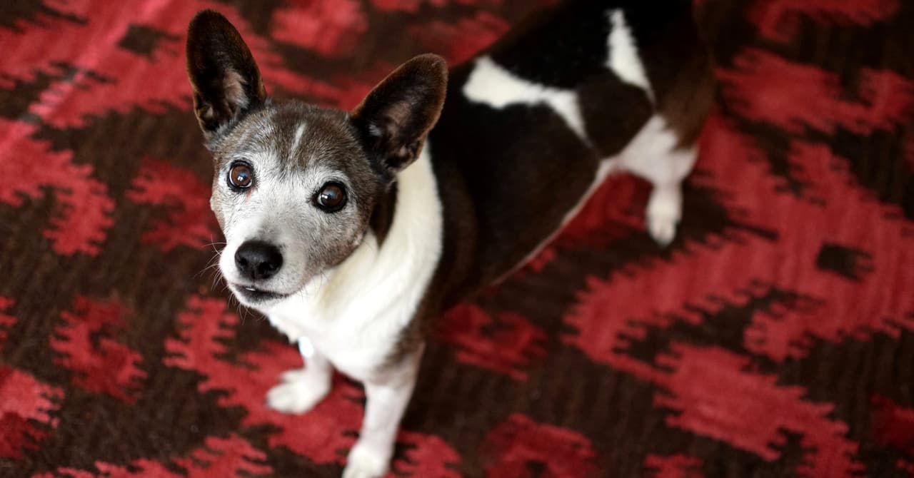 The Best Dogs That Start With R, Ranked By Dog Lovers