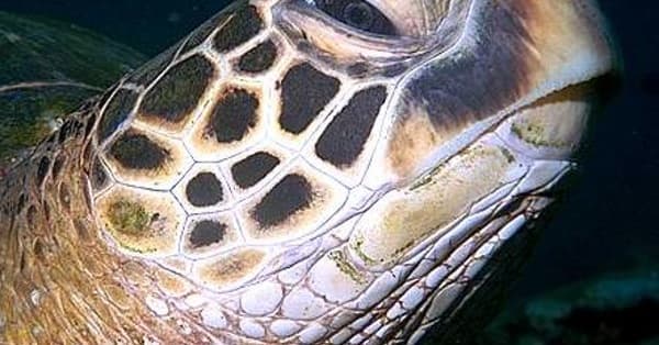 Mad Turtle Photos | Pics of Angry & Annoyed Turtles