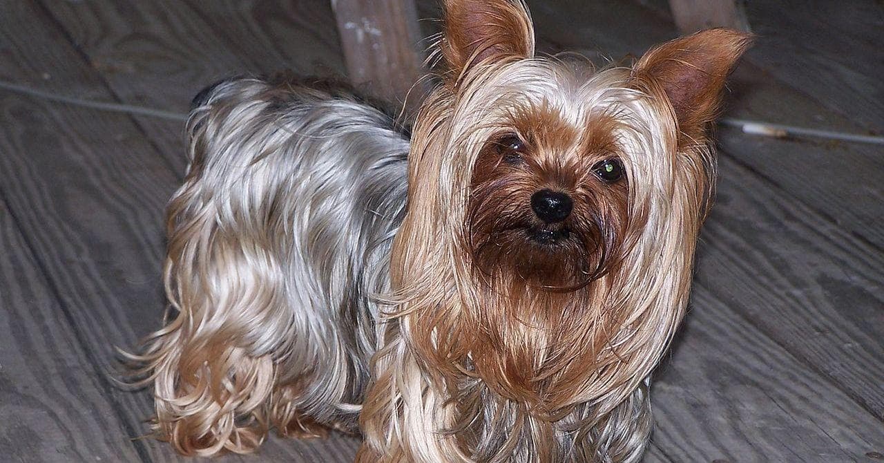 The Best Dogs That Start With W, X, Y, Or Z, Ranked By Dog Lovers
