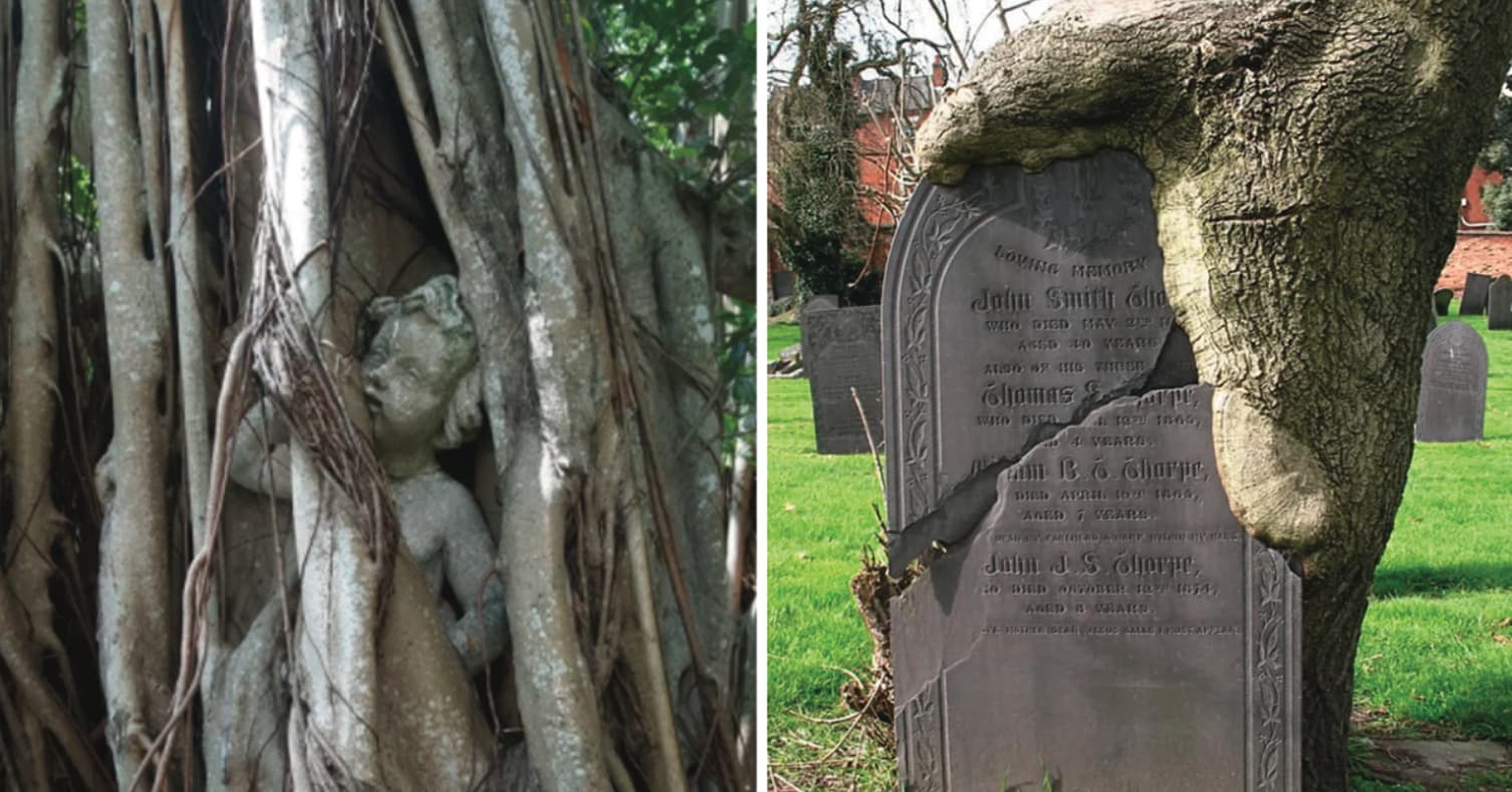 40 Weird Pictures Of Trees Eating Things People Left Behind