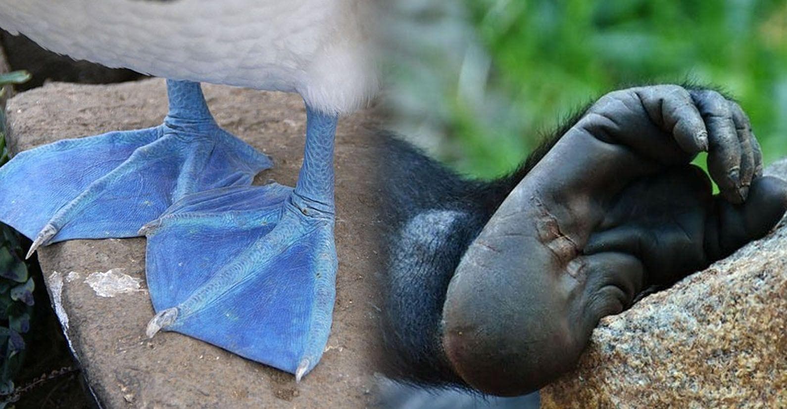 Weird Animal Feet You Have To See To Believe