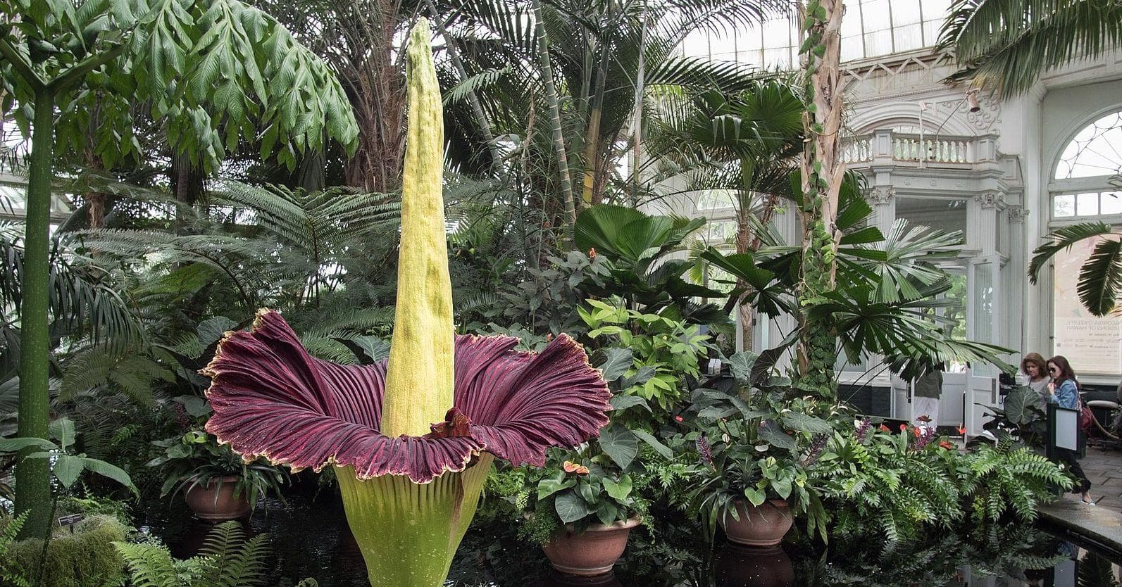 15 Interesting Plants That Are Going Extinct