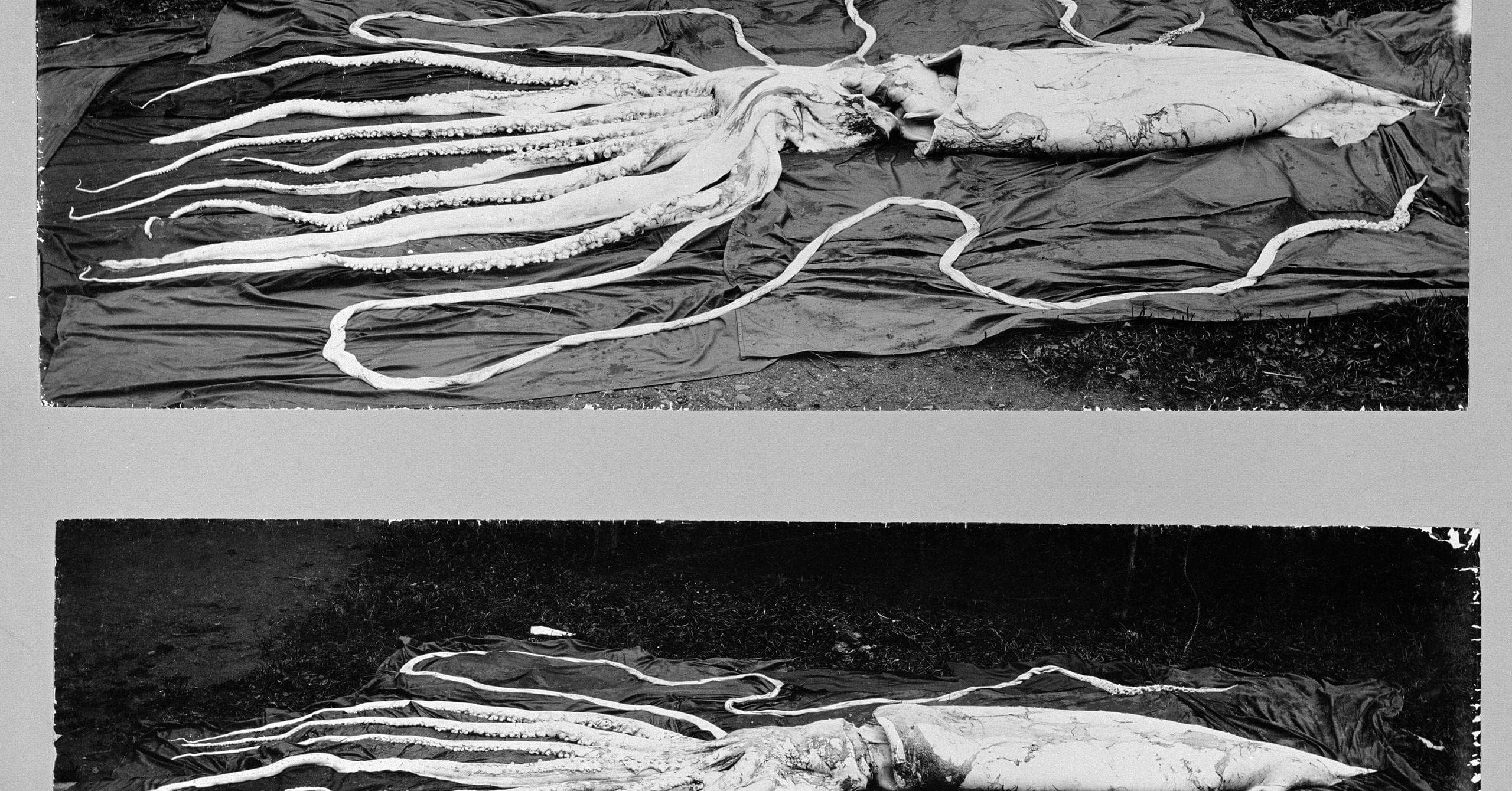 Crazy Theories That Turned Out To Be True