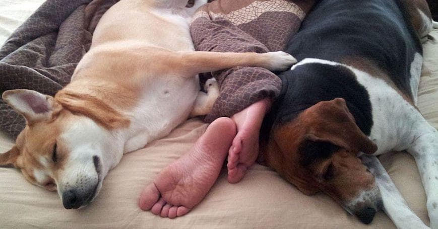 People Confess The Most Embarrassing Ways They Spoil Their Pets