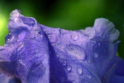 List of 40+ Songs About the Color Purple