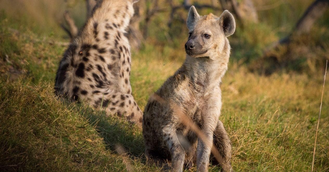 The 14 Weirdest Animal Vaginas and Reproductive Systems