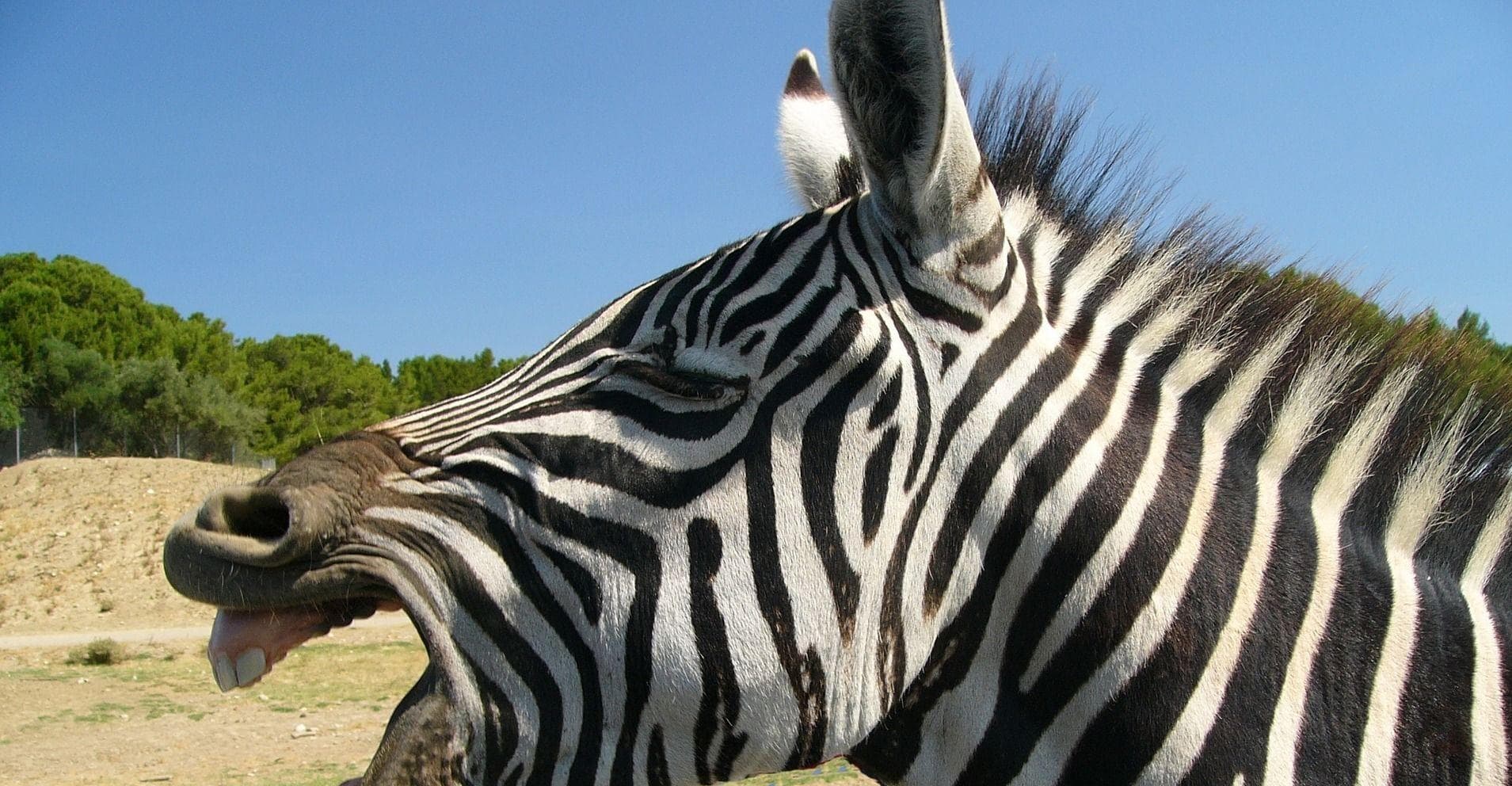 13 Crazy Facts About The Plains Zebra