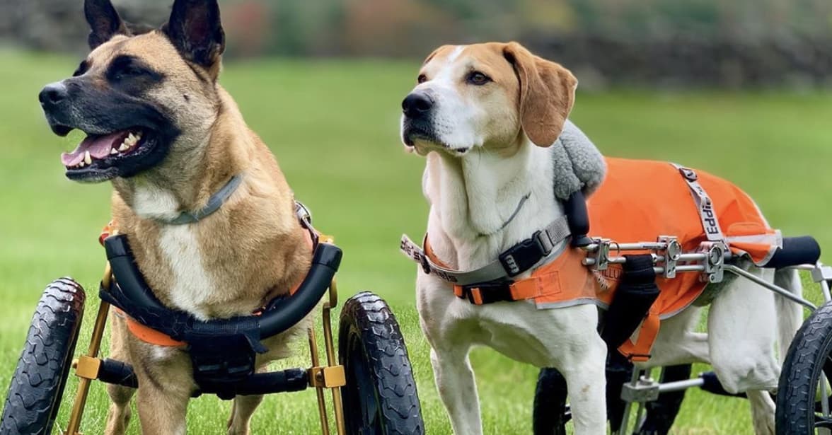 20 Photos Of Dogs With Wheels That Will Roll Straight Into Your Heart