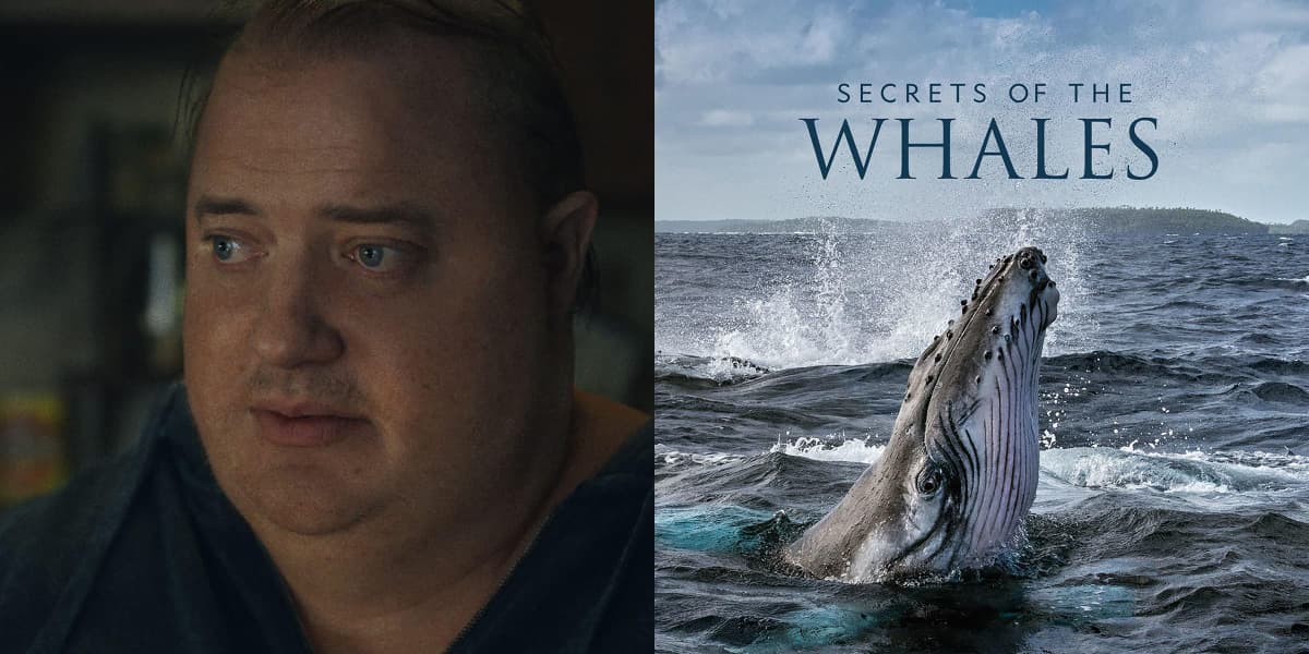 Every Major Film And Show With Whale In The Title