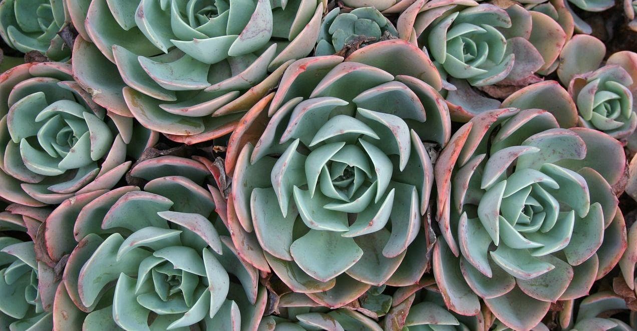 25 Psychedelic Succulents That Will Set Your Garden Apart