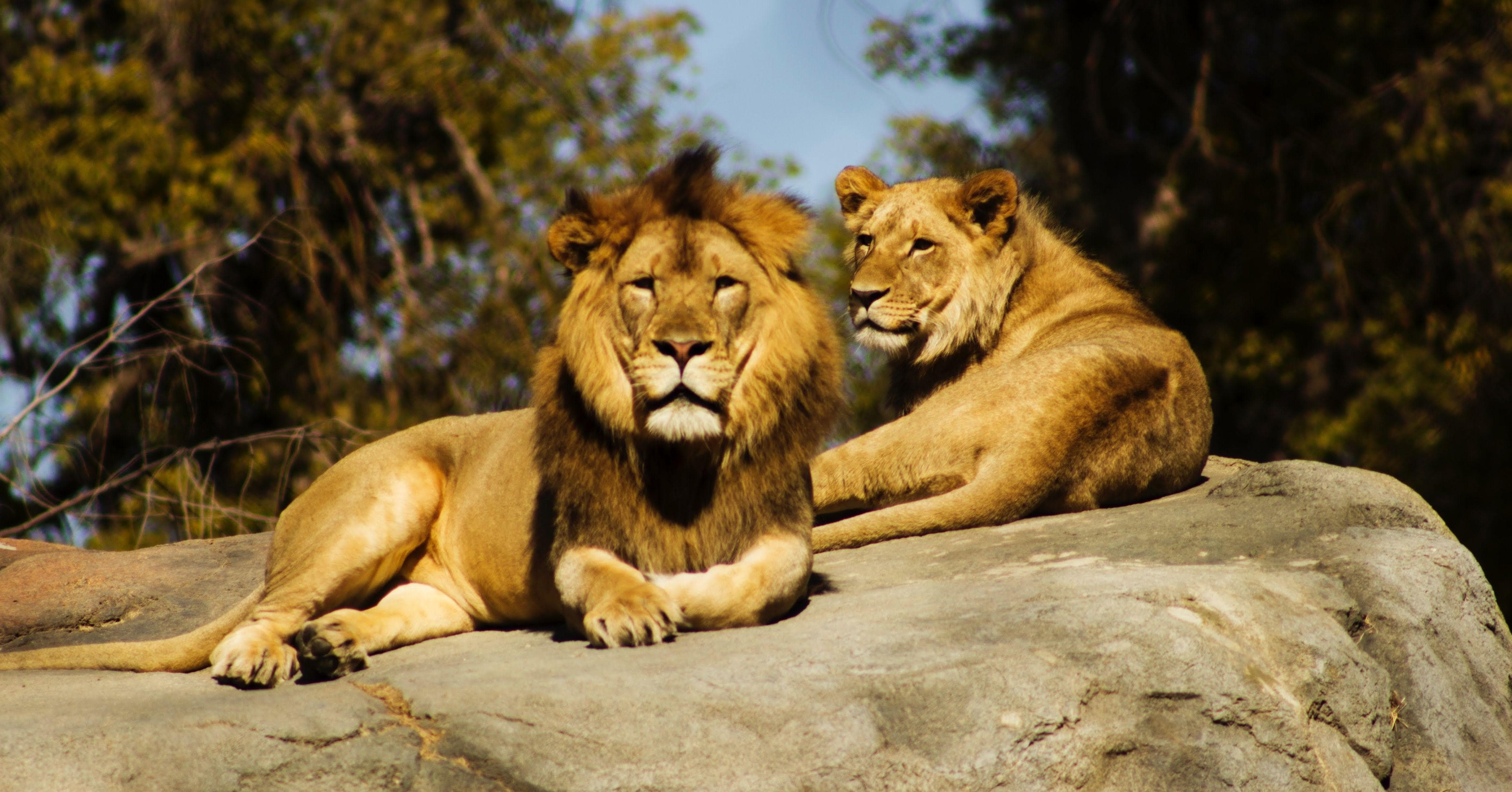 82 Leo Quotes That Showcase The Zodiac Lion's Fierce Nature