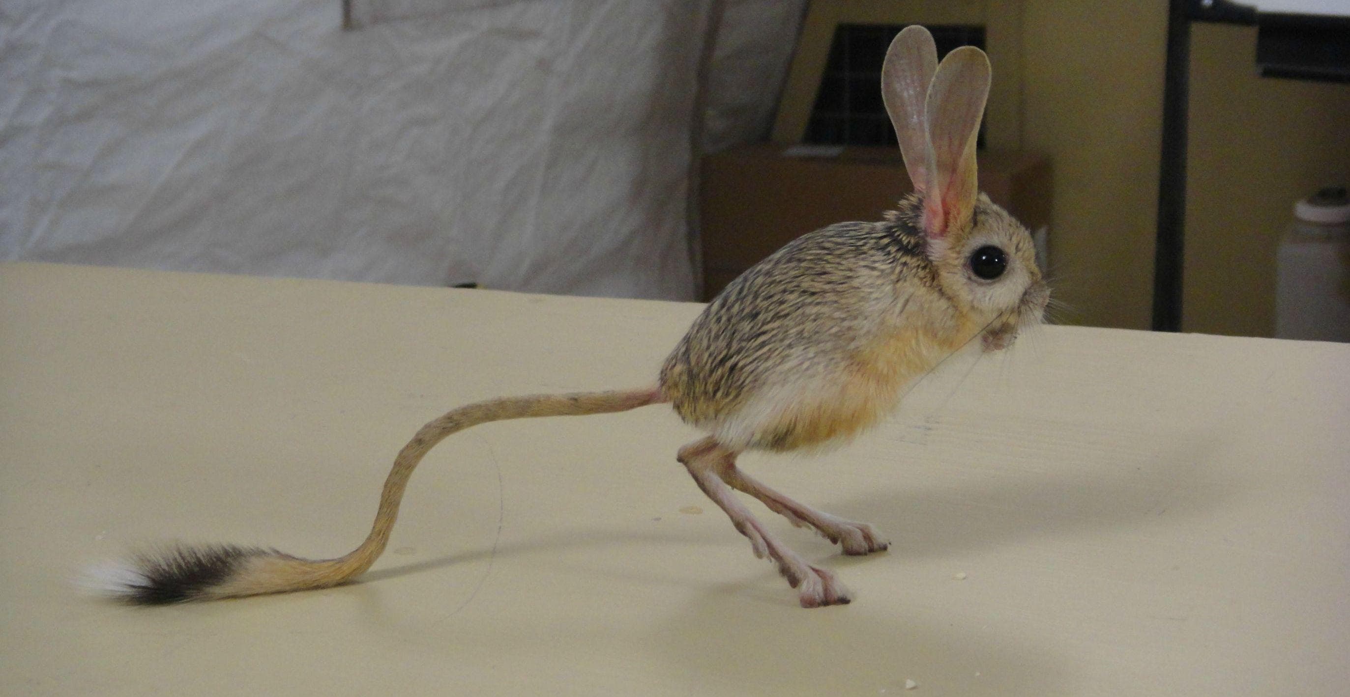9 Ridiculously Cute Facts About The Long-Eared Jerboa