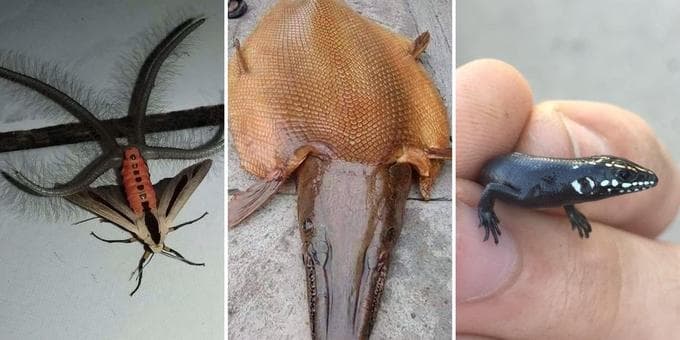 People Asked For Help Identifying Creatures, And The Answers Were Surprising