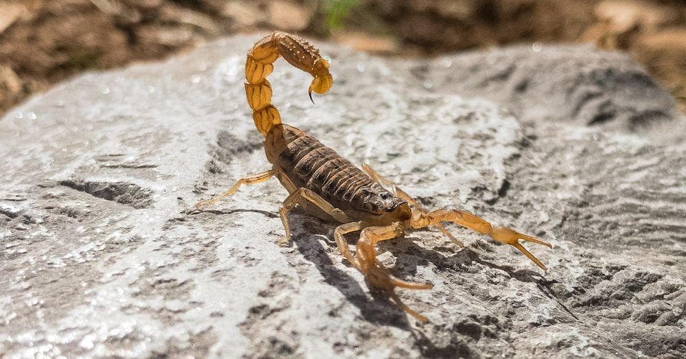 76 Scorpio Quotes That Totally Embody The Zodiac's Scorpion