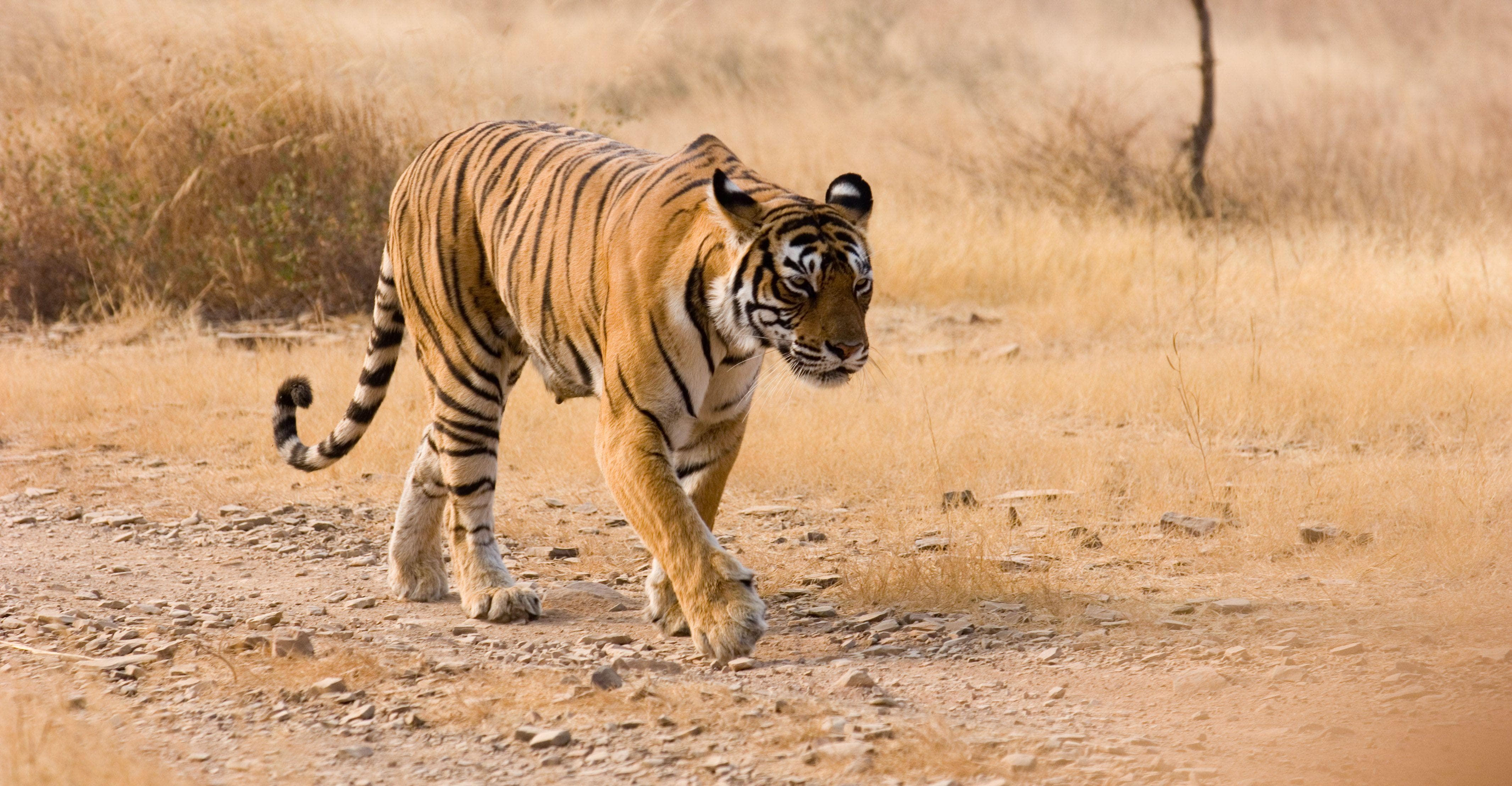 List of 70+ Good Books With Tiger in the Title