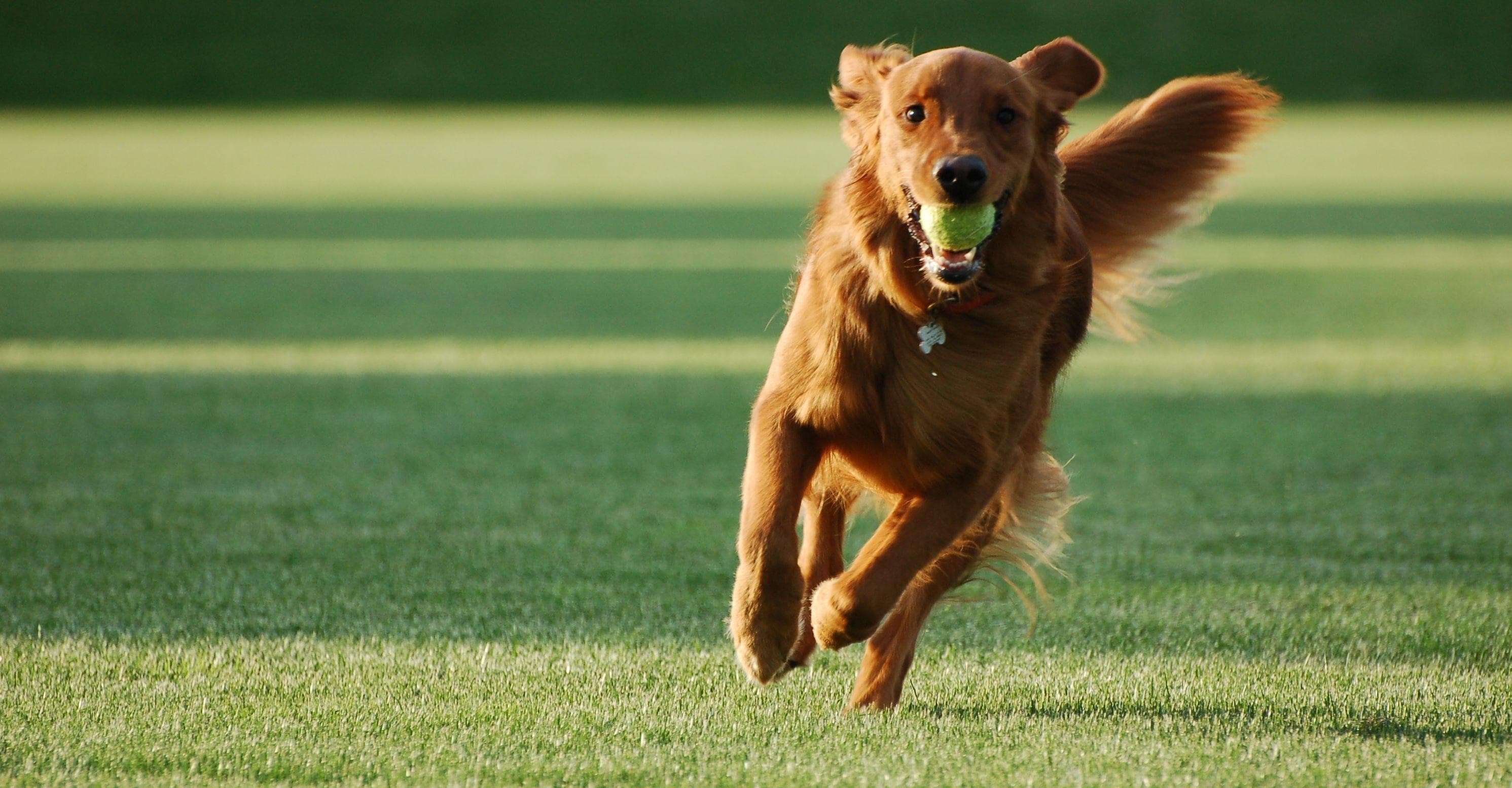 List of 100+ Good Books With Dog in the Title