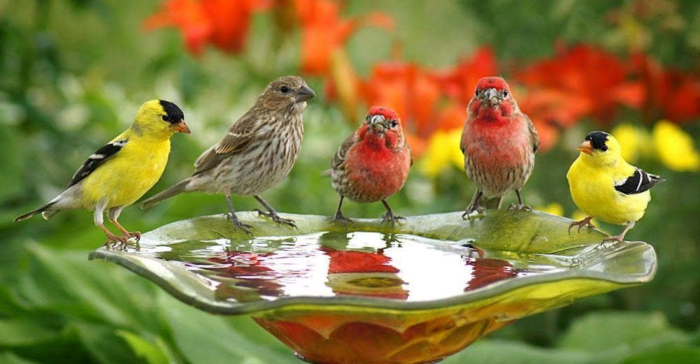 List of 50+ Good Books With Bird in the Title