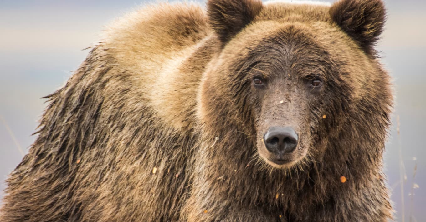 Wild Animal Encounter Tips | Wilderness Survival Guide