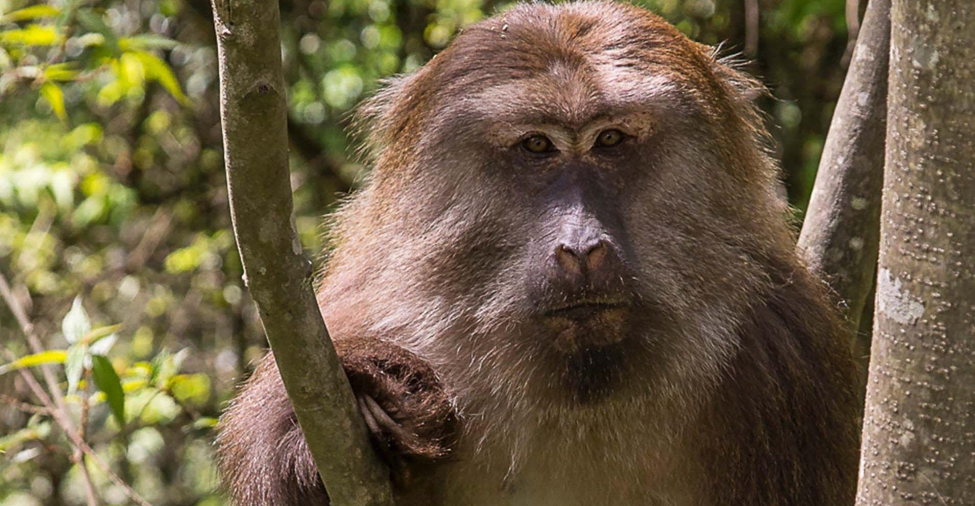 List of 20+ Good Books With Monkey in the Title