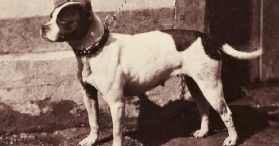 19 Fascinating Photos Of What Dog Breeds Used To Look Like
